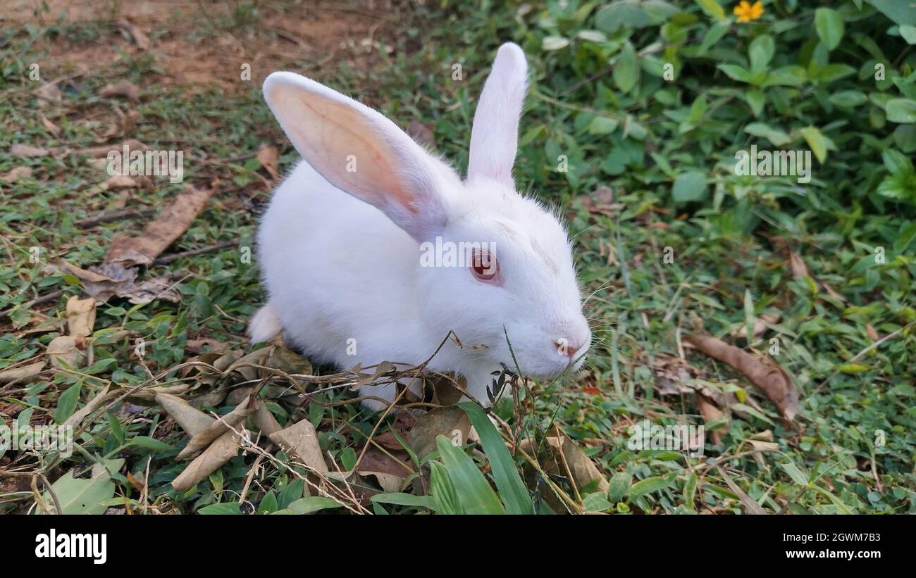 Beautiful rabbit in the small meadow Stock Photo - Alamy