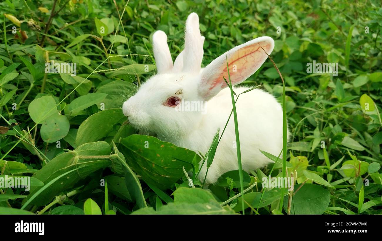 Beautiful bunny closeup hi-res stock photography and images - Alamy