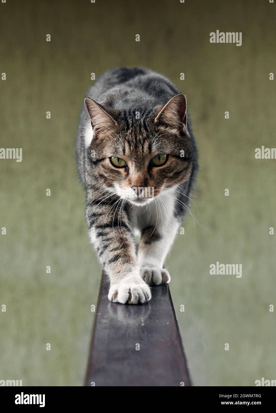 Tightrope cat hi-res stock photography and images - Alamy