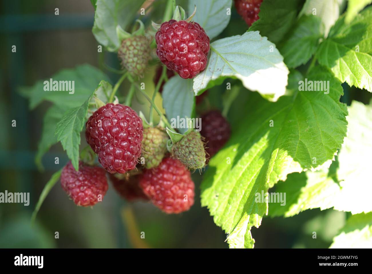 Loganberry bush hi-res stock photography and images - Alamy
