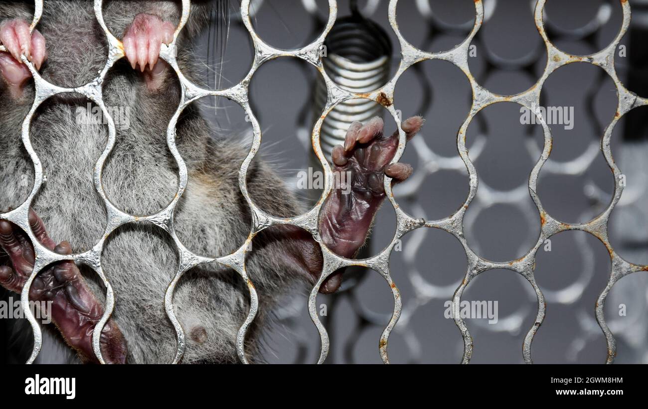 Iron bite hi-res stock photography and images - Alamy