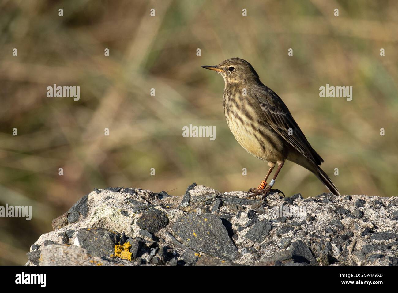 Rock (ringed) pipit on Northumberland coast Stock Photo - Alamy