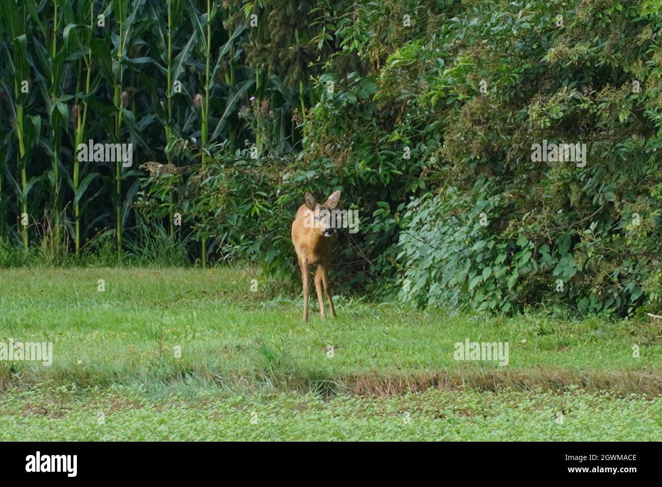 A cute shy brown deer in a lush green forest Stock Photo - Alamy
