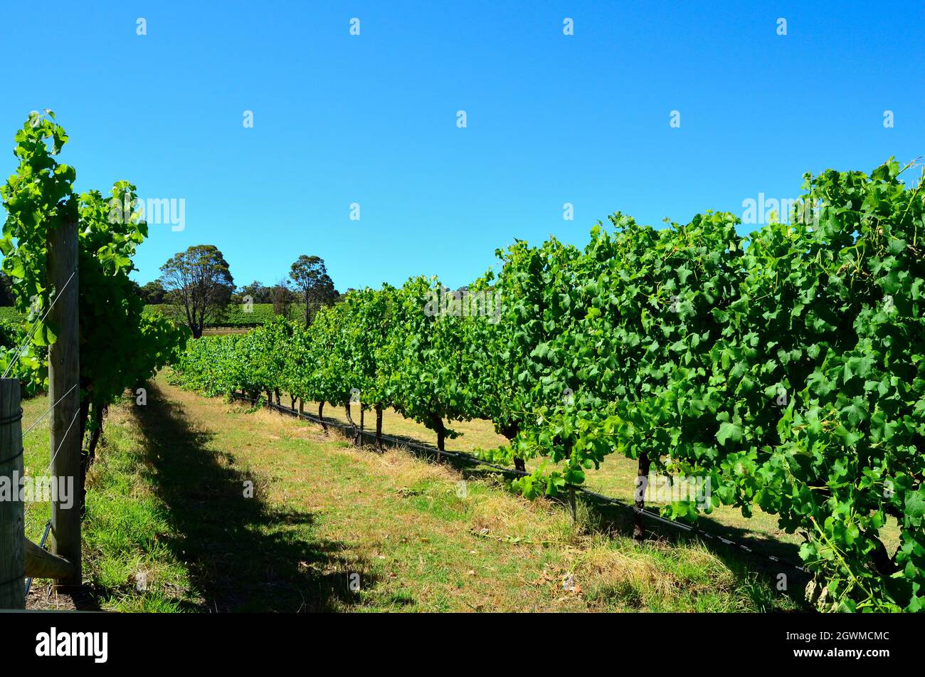 Australian landscape land blue sky sunny summer hi-res stock ...