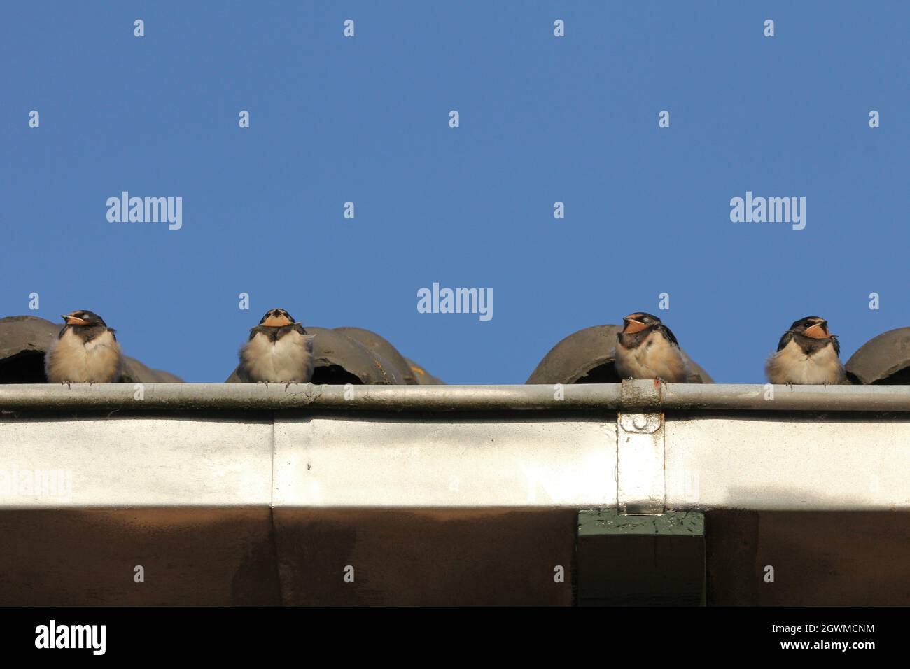 four cute little barn swallows are sitting at the edge of a roof in the ...