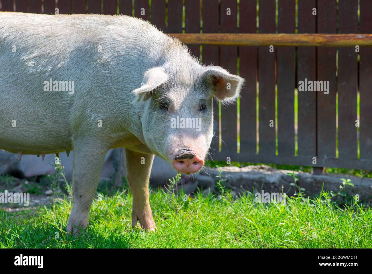 huge pig eating grass by the fence Stock Photo - Alamy
