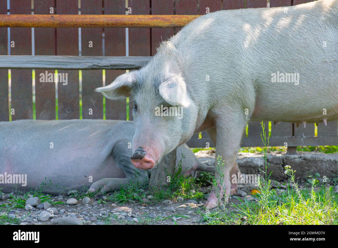 two big pigs are walking outside the house Stock Photo - Alamy