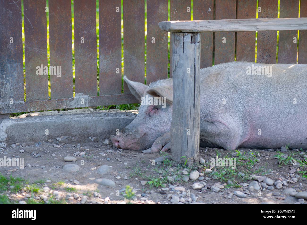 Boar bench hi-res stock photography and images - Alamy