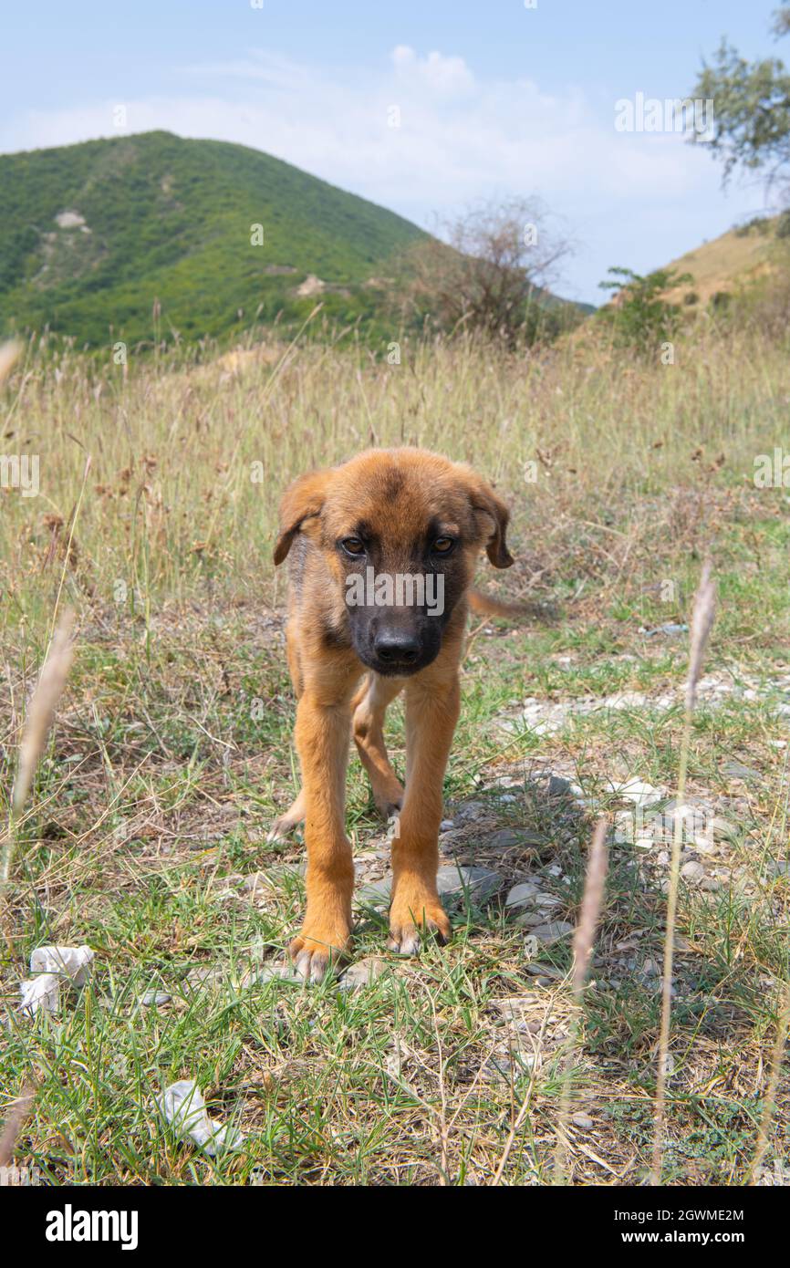 sad dog running in the field alone Stock Photo - Alamy