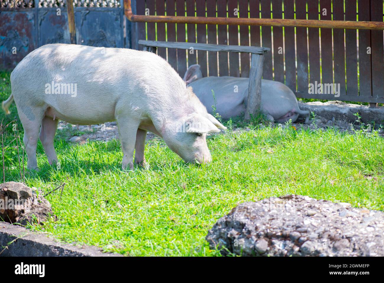 big pink pig eating grass outside the house Stock Photo - Alamy