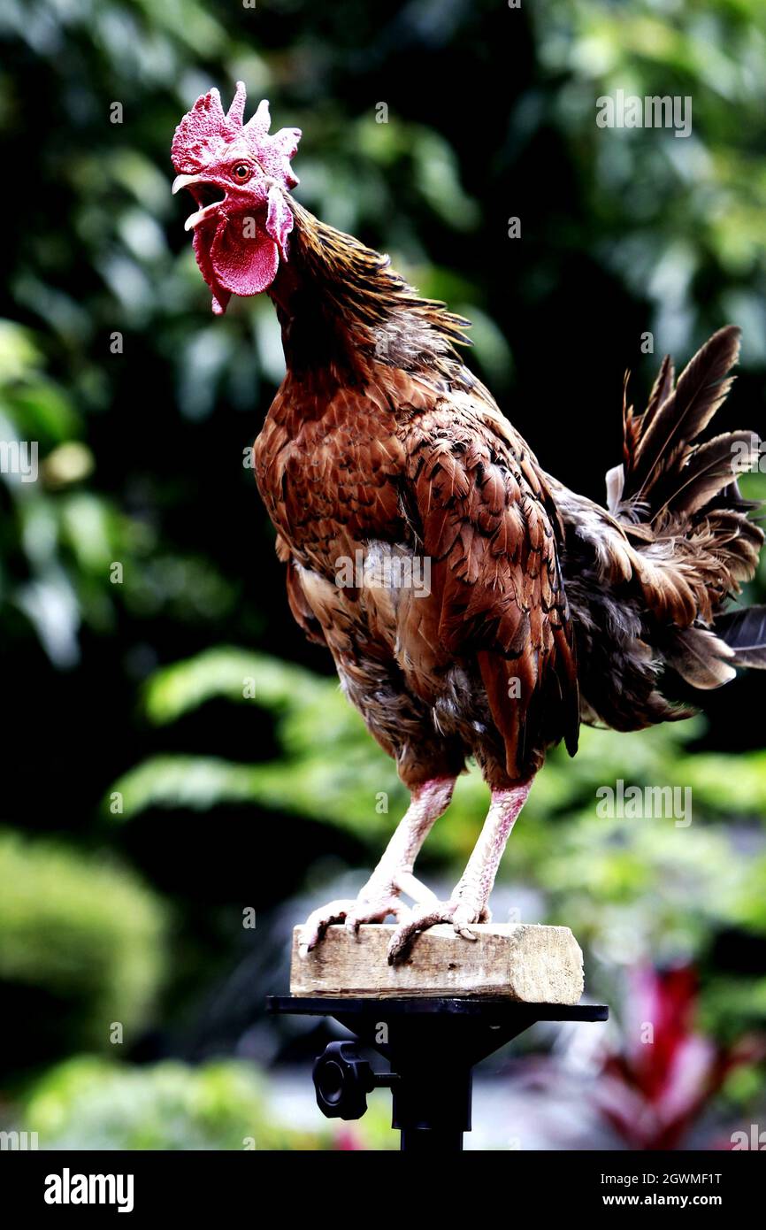Poultry Competition High Resolution Stock Photography and Images - Alamy