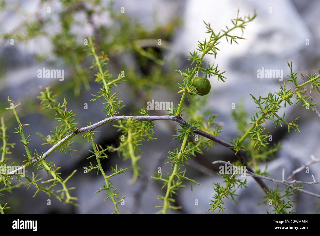 Asparagus asparagus acutifolius hi-res stock photography and images - Alamy