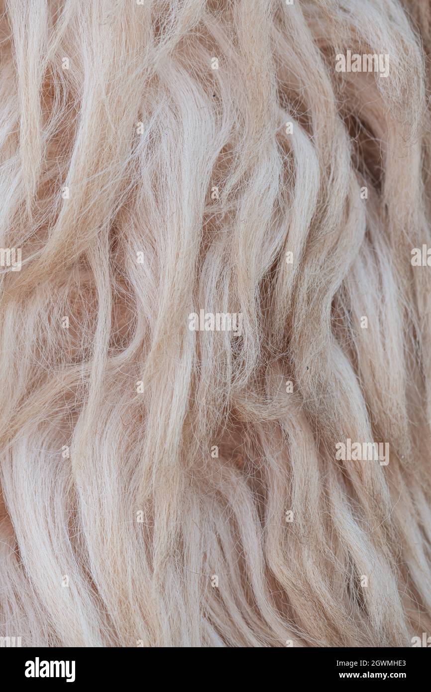Sheep wool as background and natural texture Stock Photo - Alamy