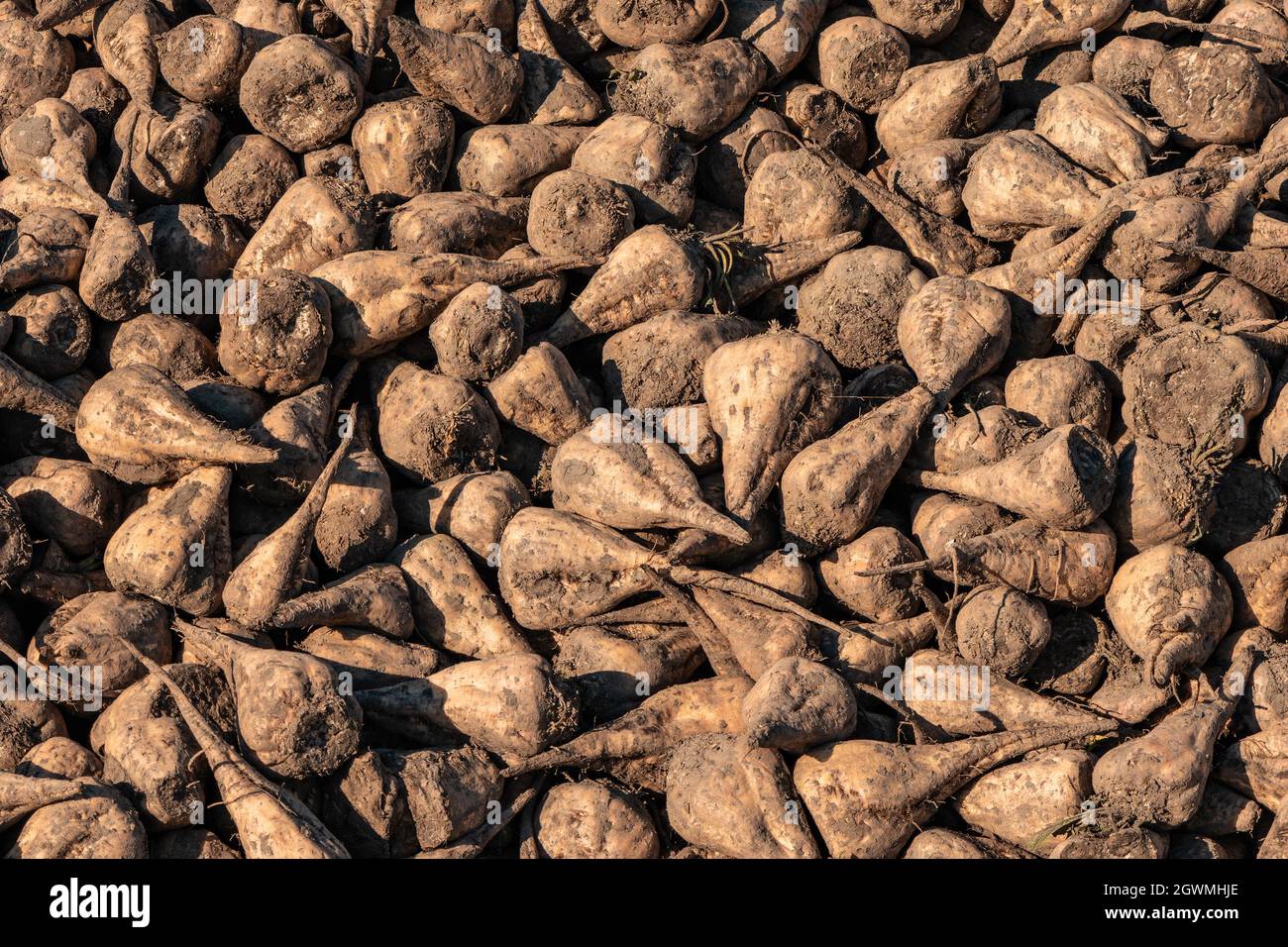 Pile of harvested sugar beet root crops in field, Beta vulgaris is also ...