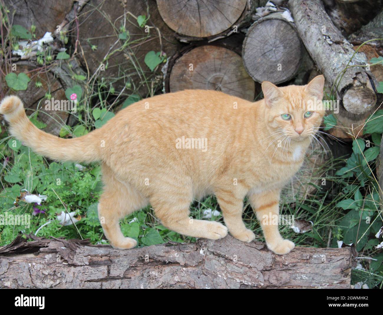 Orange cat walking across a log Stock Photo - Alamy
