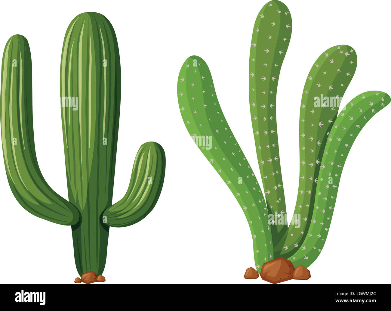 Two types cactus plants illustration hi-res stock photography and ...