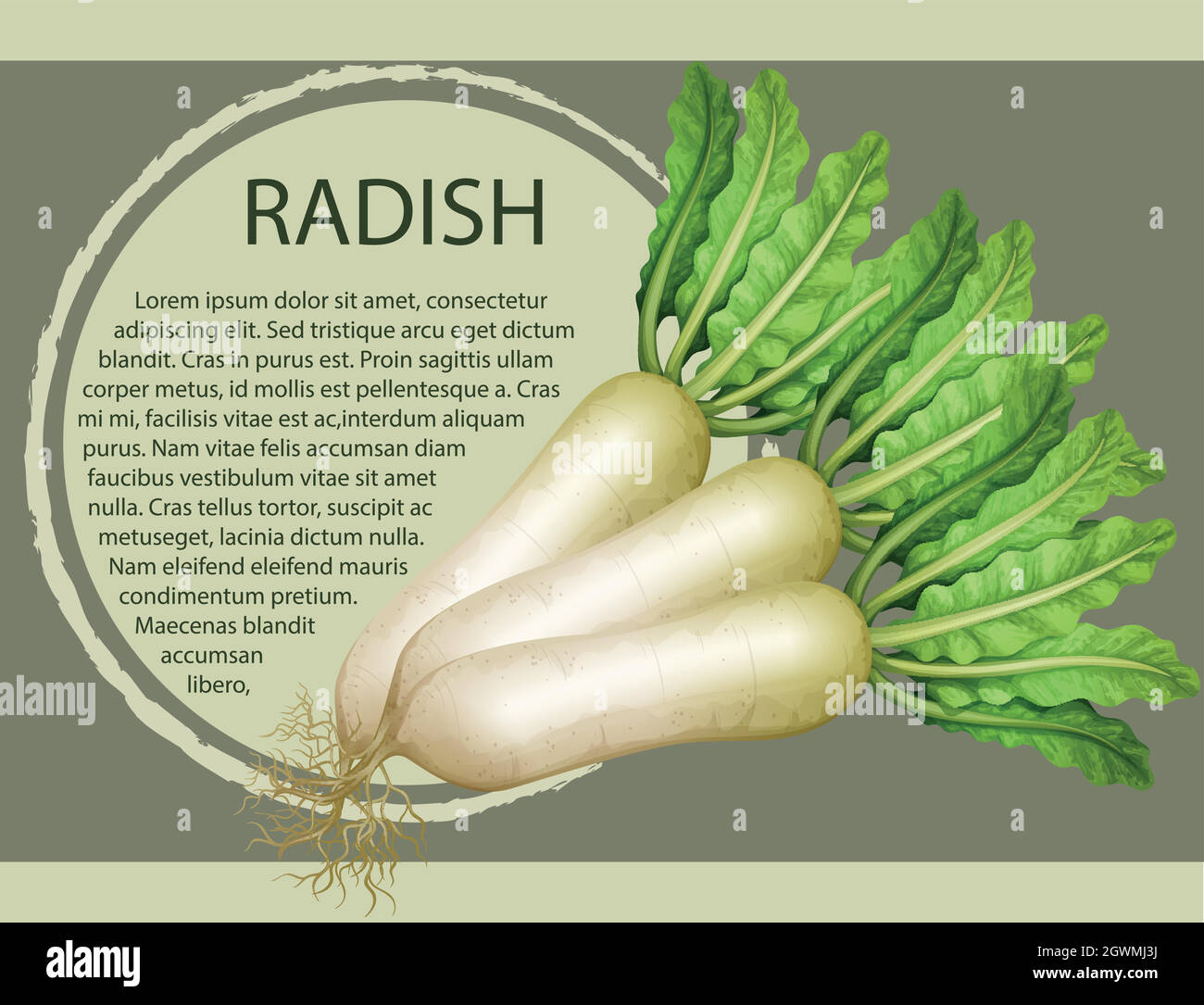 Fresh radish with text design Stock Vector Image & Art - Alamy