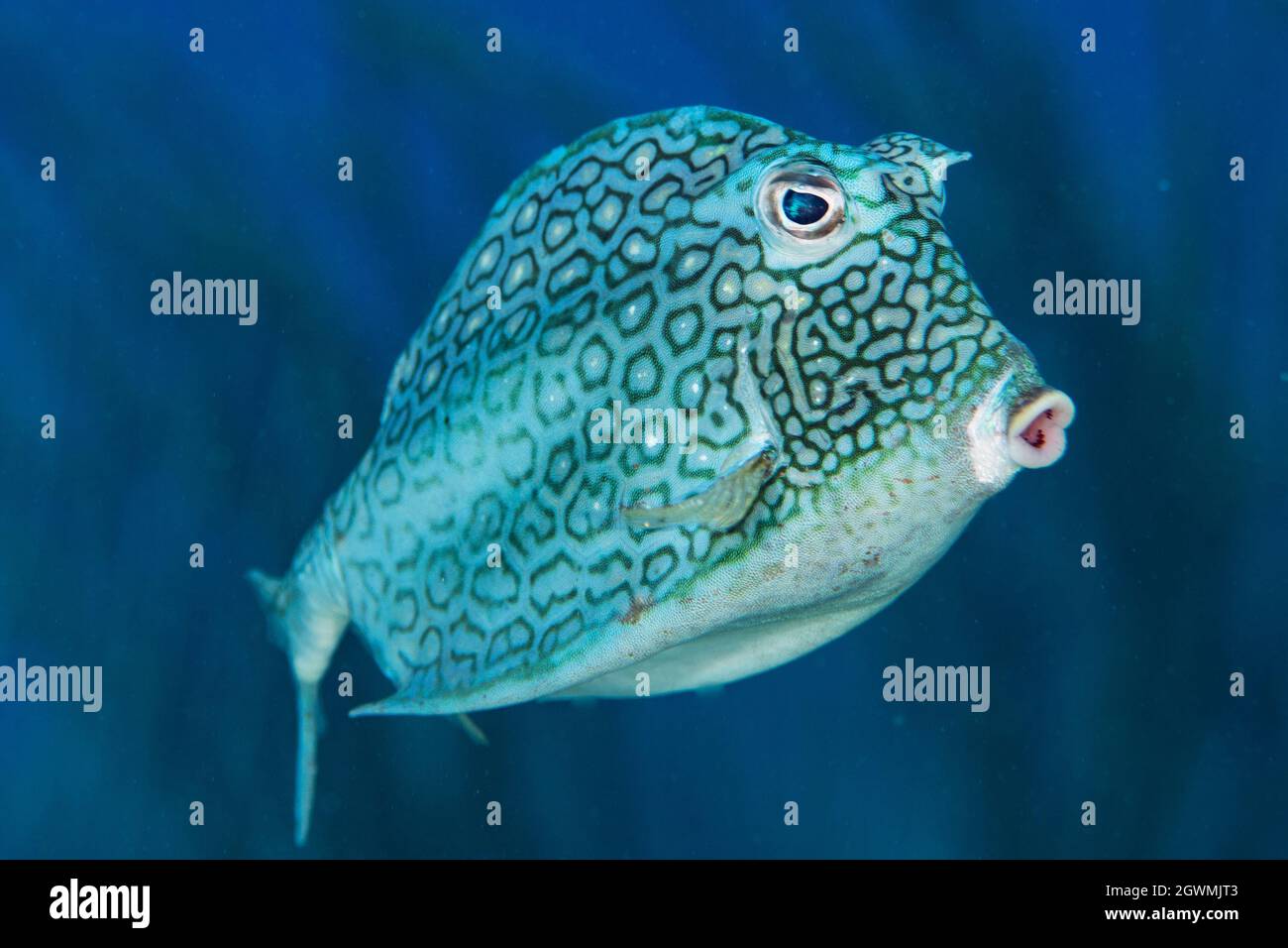 Honeycomb Cowfish High Resolution Stock Photography and Images - Alamy