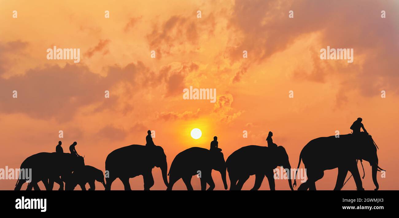 Black camel hi-res stock photography and images - Alamy