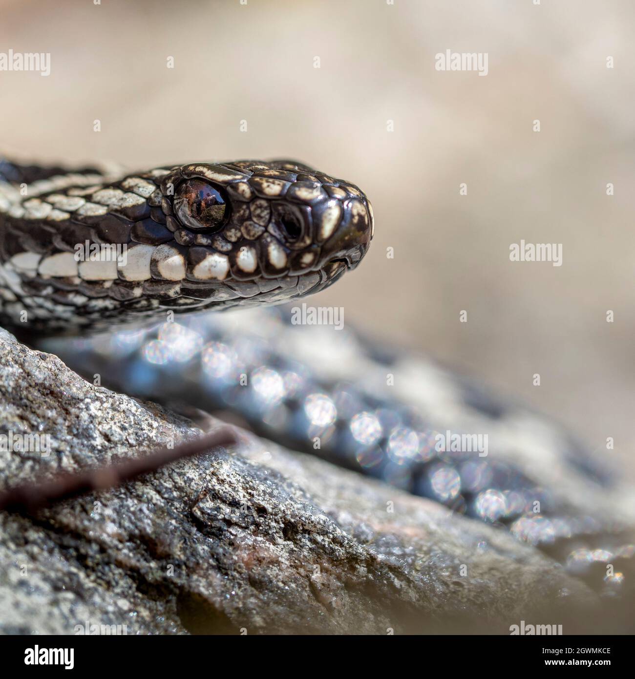 Adder snake warning hi-res stock photography and images - Alamy