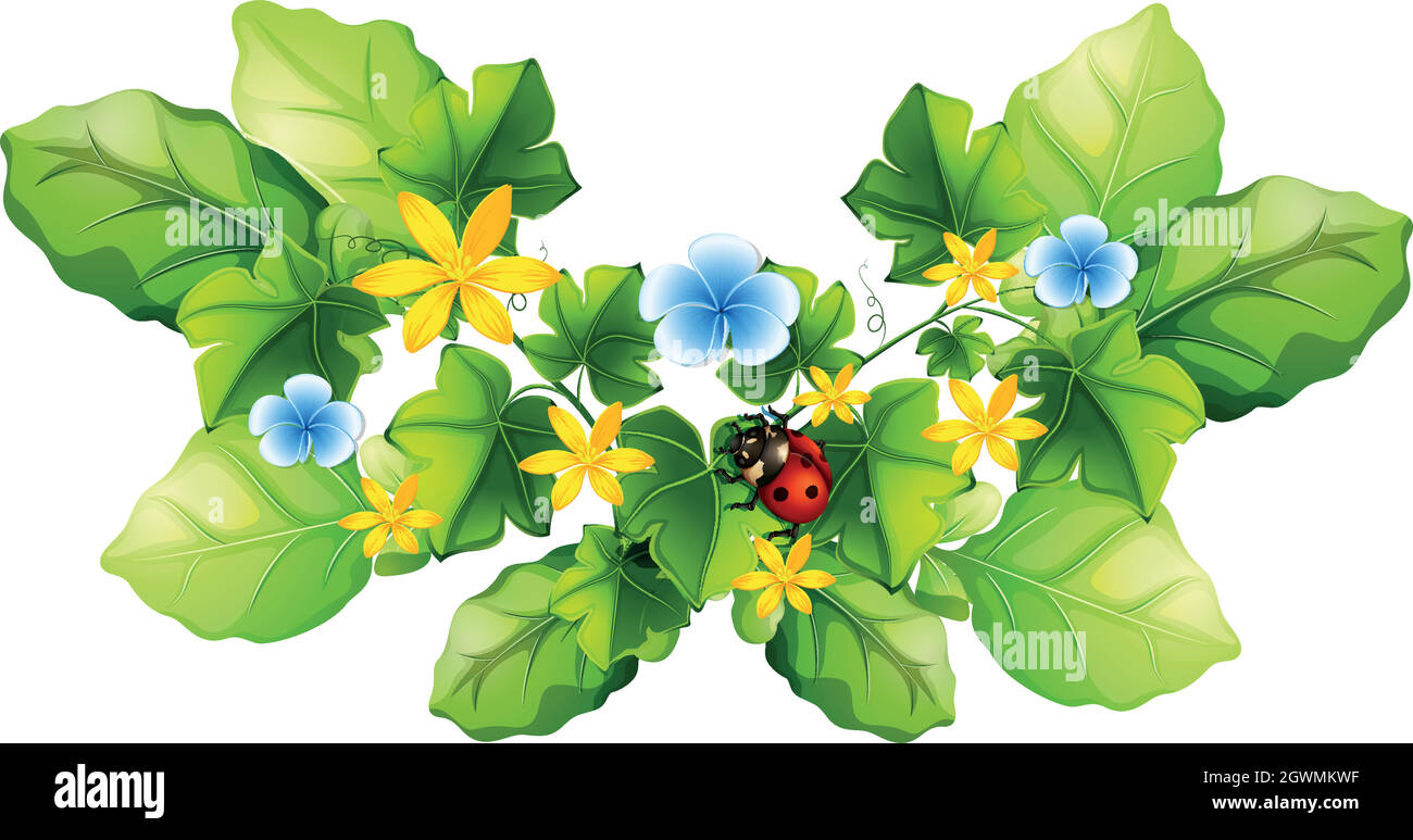 Plant and little ladybug Stock Vector Image & Art - Alamy
