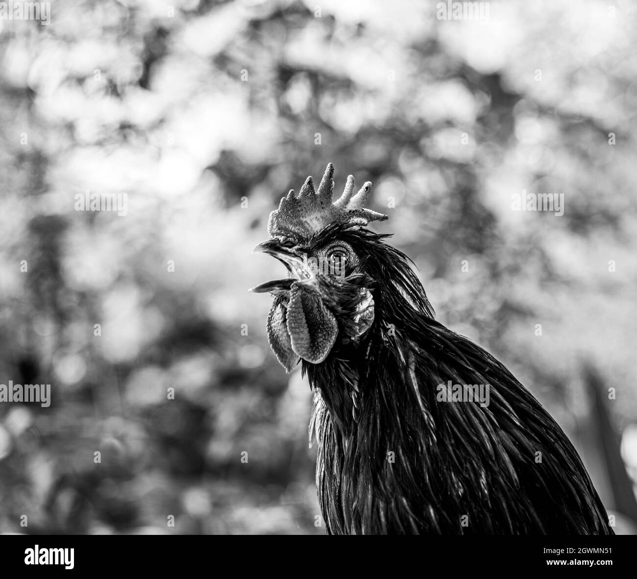 Cockerel comb Black and White Stock Photos & Images - Alamy