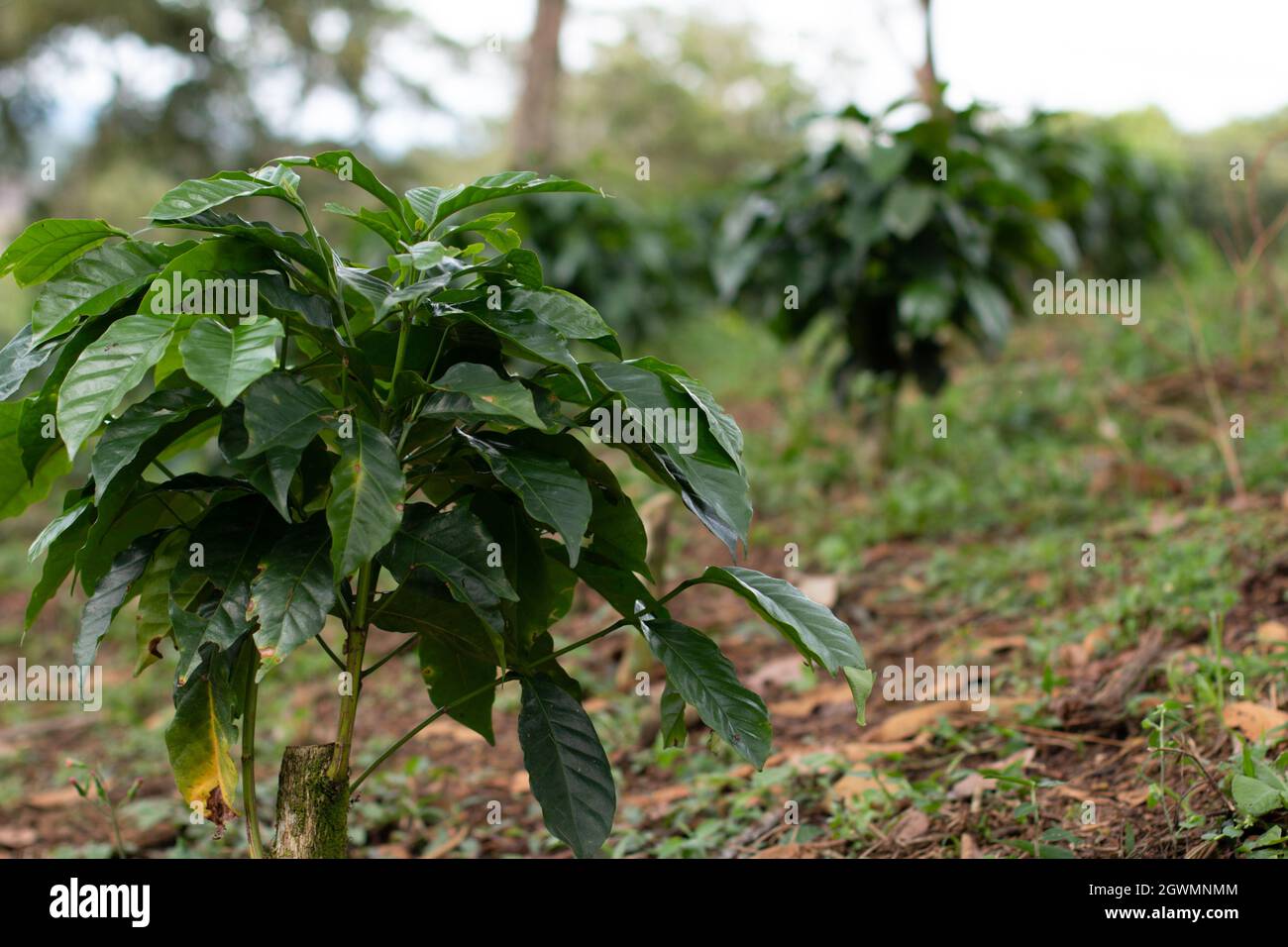 Growing coffee plants. Small coffee trees. Maturing coffee plants Stock ...