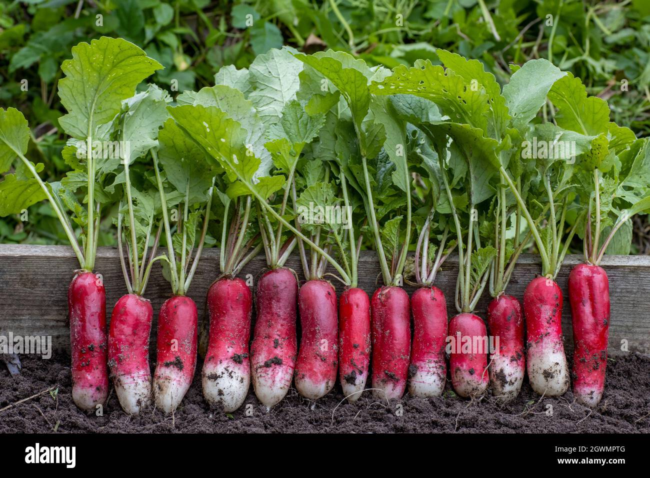Radishes of different varieties and colors are lying on the ground ...