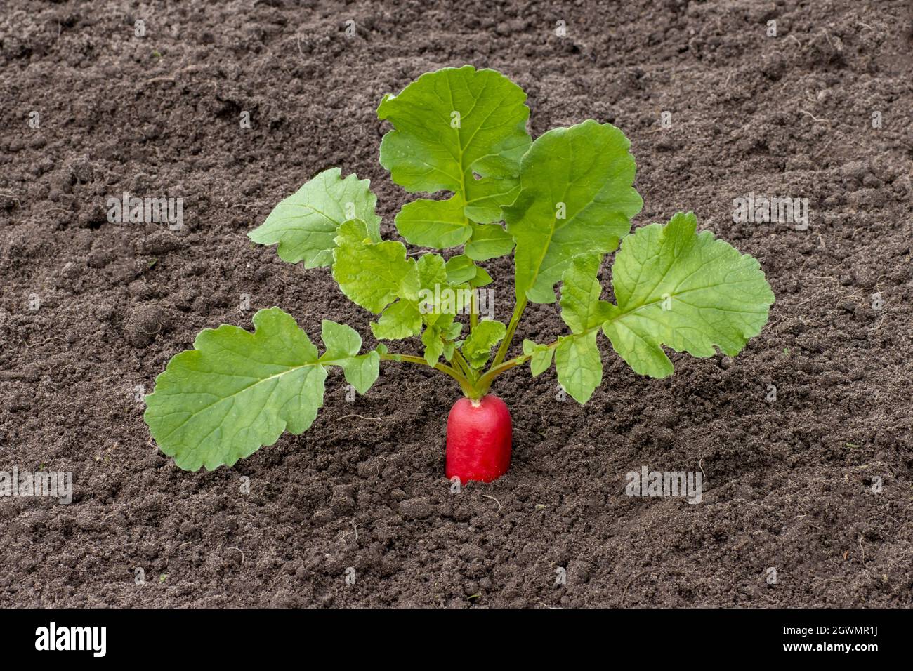Red organic radish grows in the ground. Shooting close-ups with copy ...