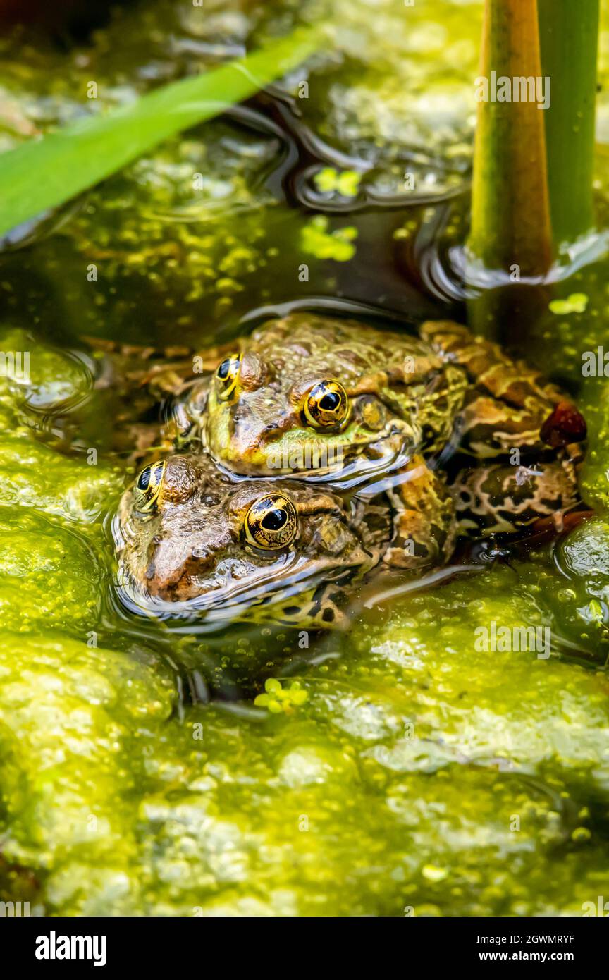 Mating marsh frogs hi-res stock photography and images - Alamy