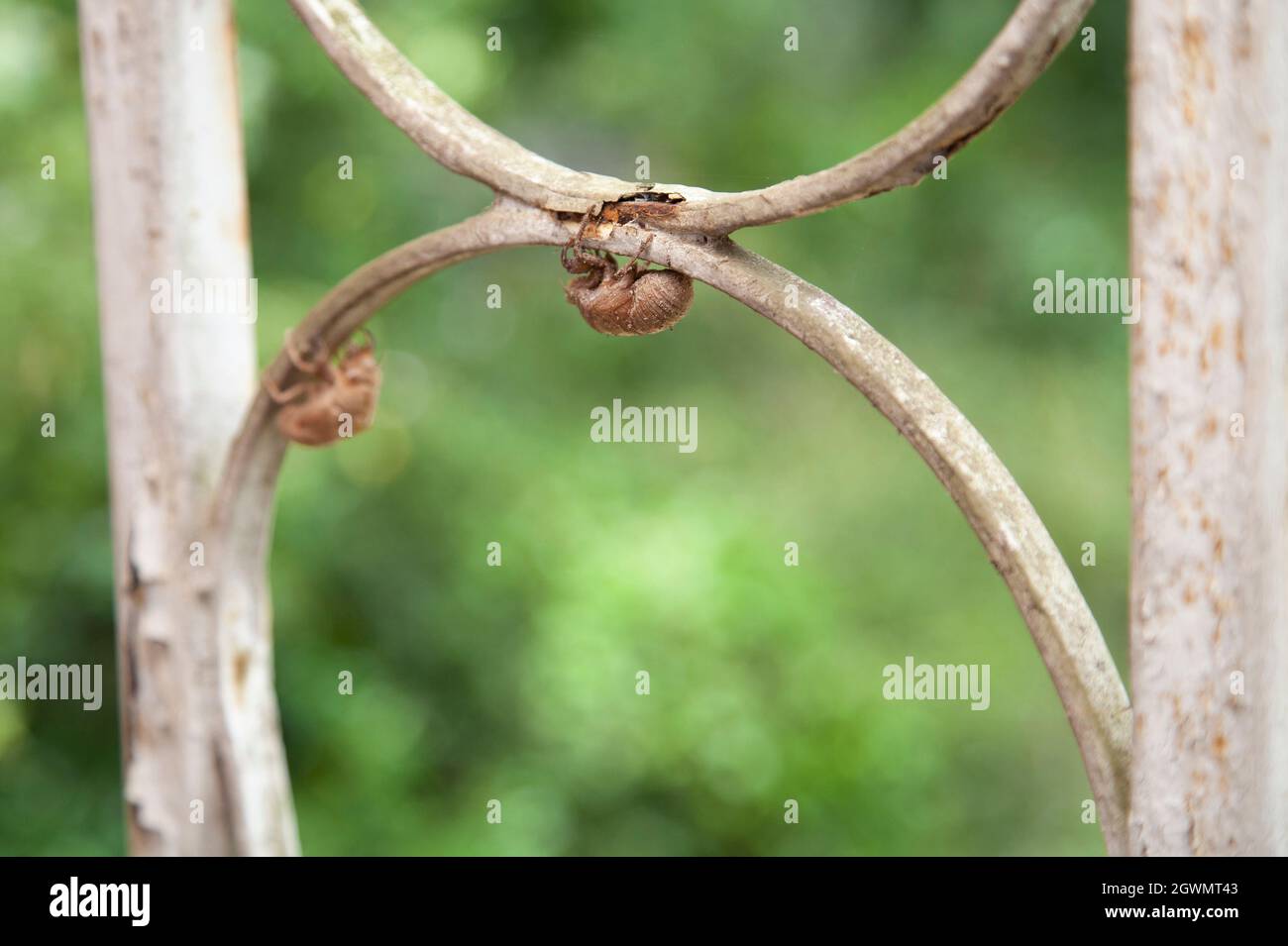 Empty cicada (Cicadoidea) shells hanging on a porch brace Stock Photo ...