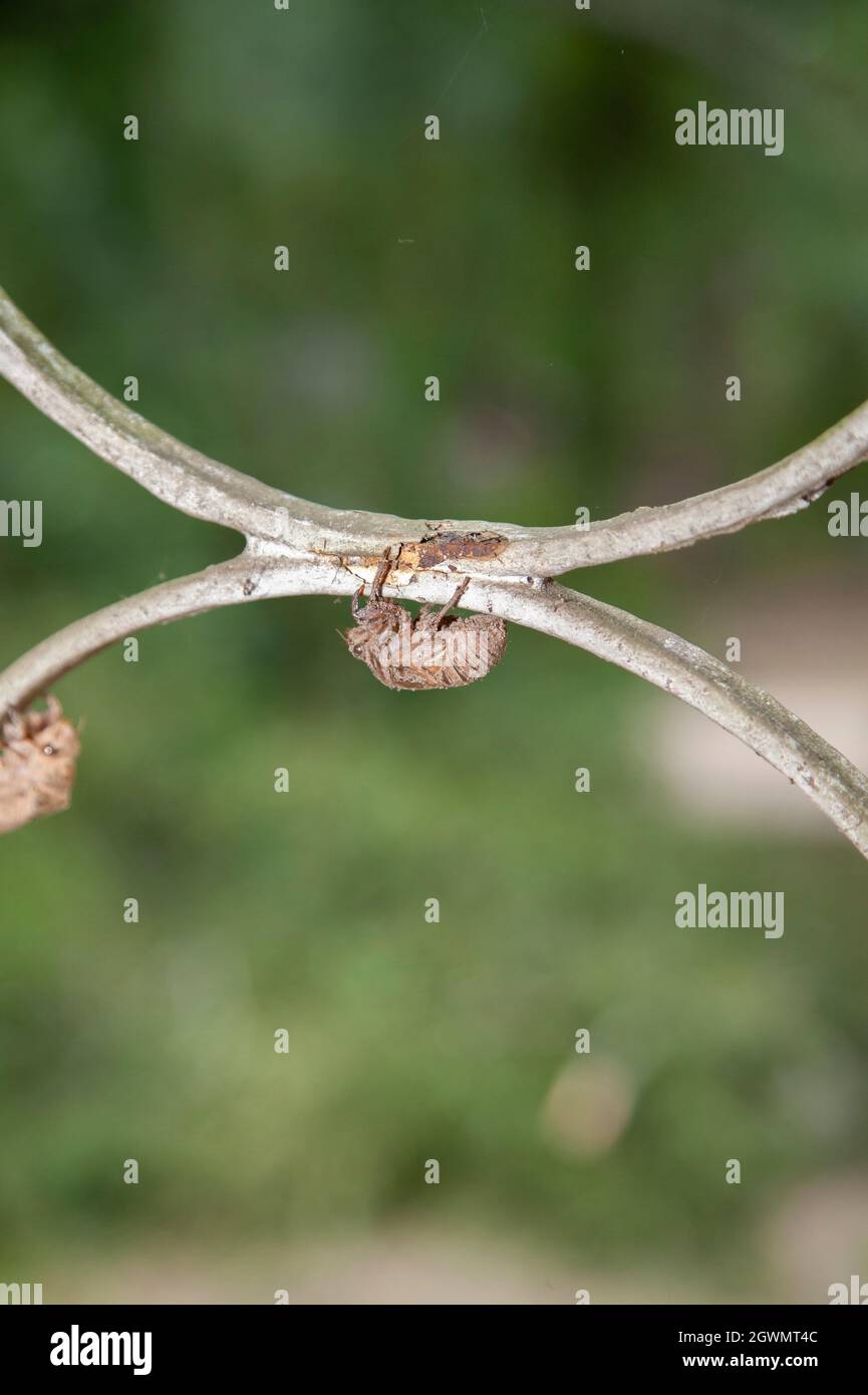 Empty cicada (Cicadoidea) shells hanging on a porch brace Stock Photo ...