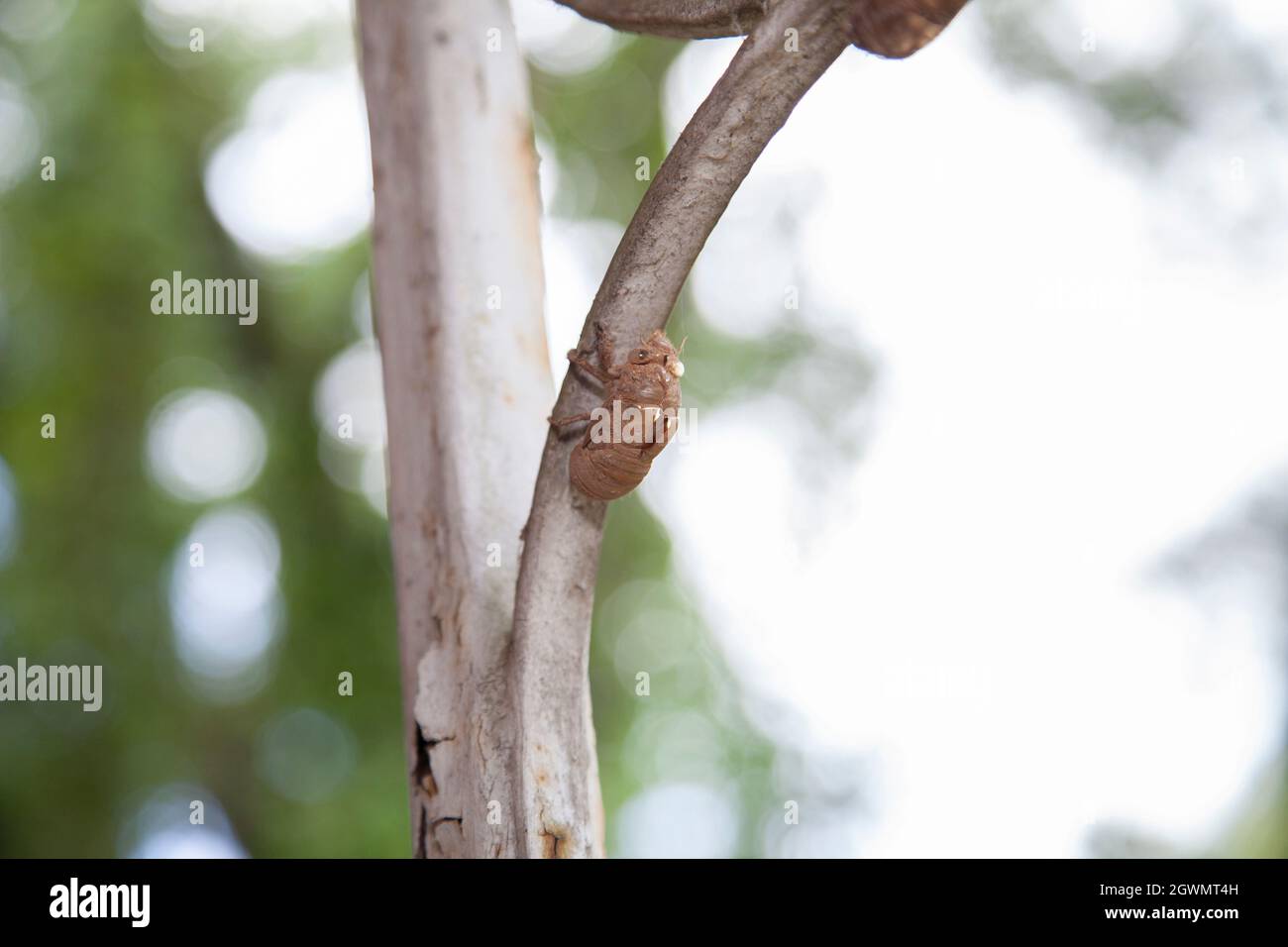 Empty cicada (Cicadoidea) shells hanging on a porch brace Stock Photo ...