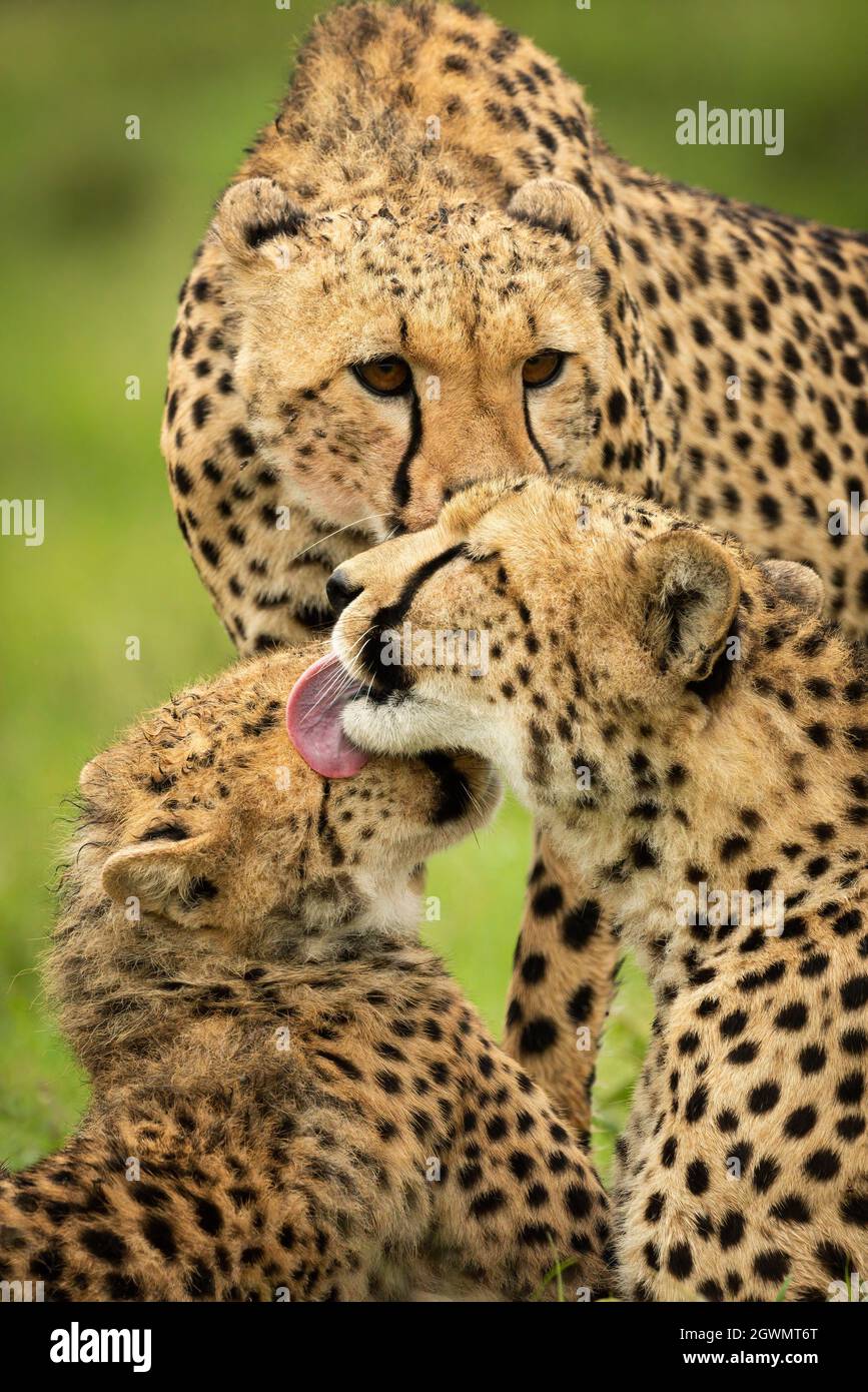 Animals cleaning each other hi-res stock photography and images - Alamy