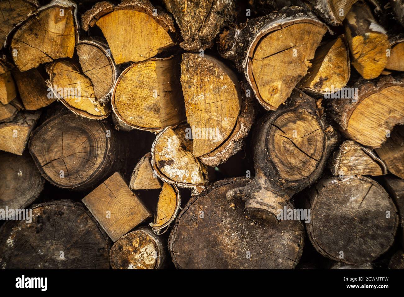 Log shoot hi-res stock photography and images - Alamy