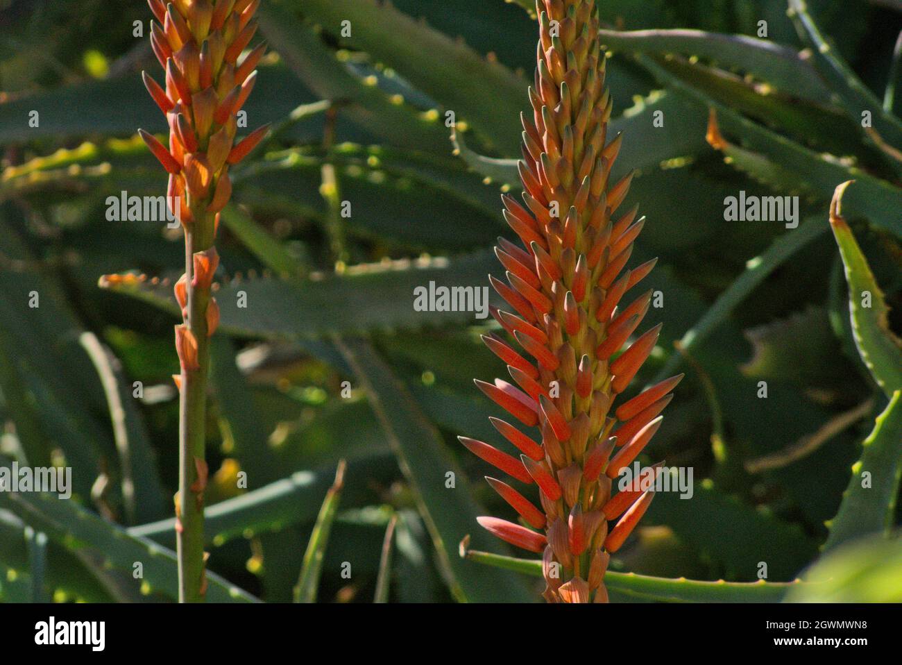 Red Aloe Vera Flower, Aloe Vera Plant Stock Photo - Alamy