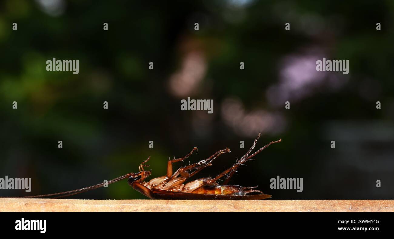 Dead Cockroaches On A Blurred Background Stock Photo - Alamy