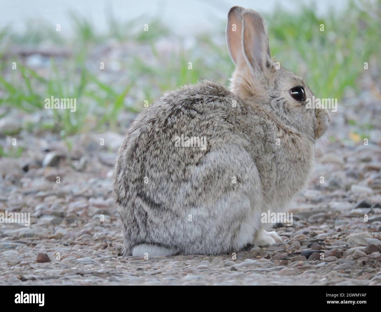 Rabbit laying in grass hi-res stock photography and images - Alamy