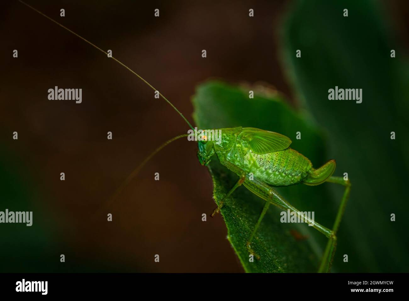 Grasshopper exoskeleton hi-res stock photography and images - Alamy