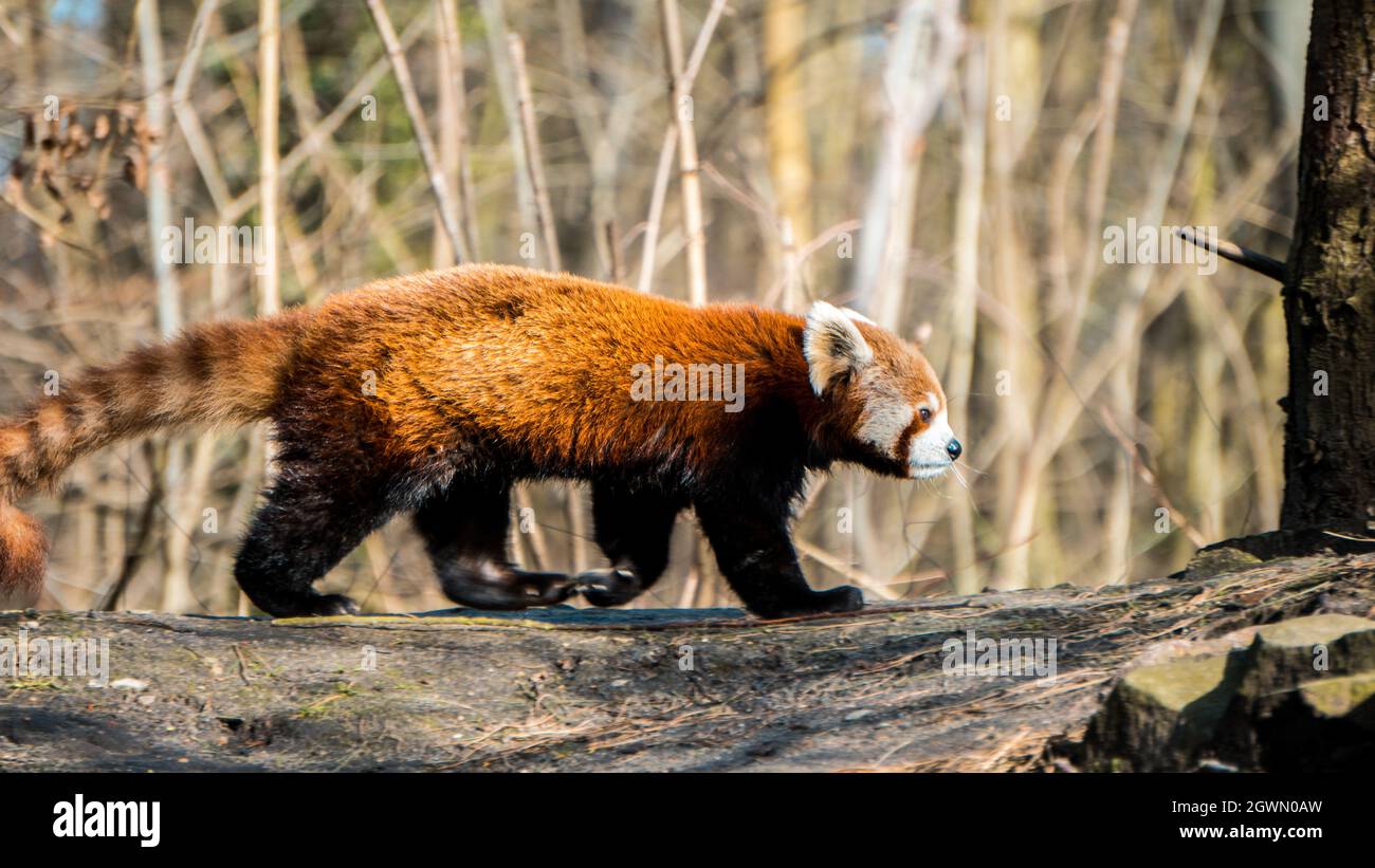 Side view red panda hi-res stock photography and images - Alamy