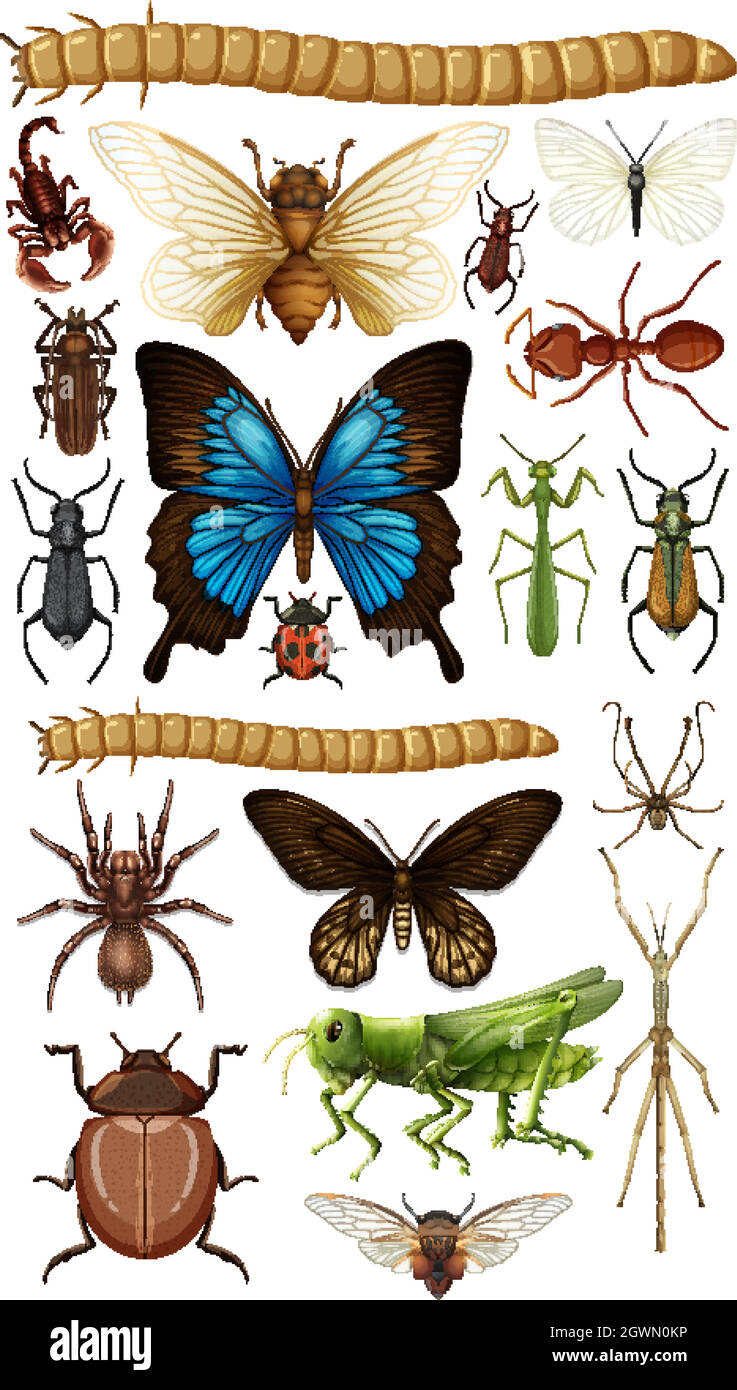 Insects anatomy Stock Vector Images - Alamy