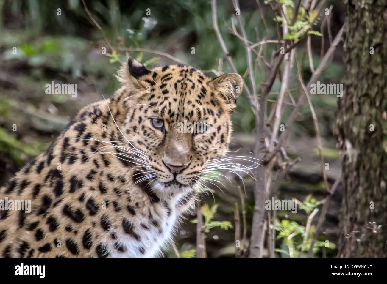 Tiger with cub kenya hi-res stock photography and images - Alamy