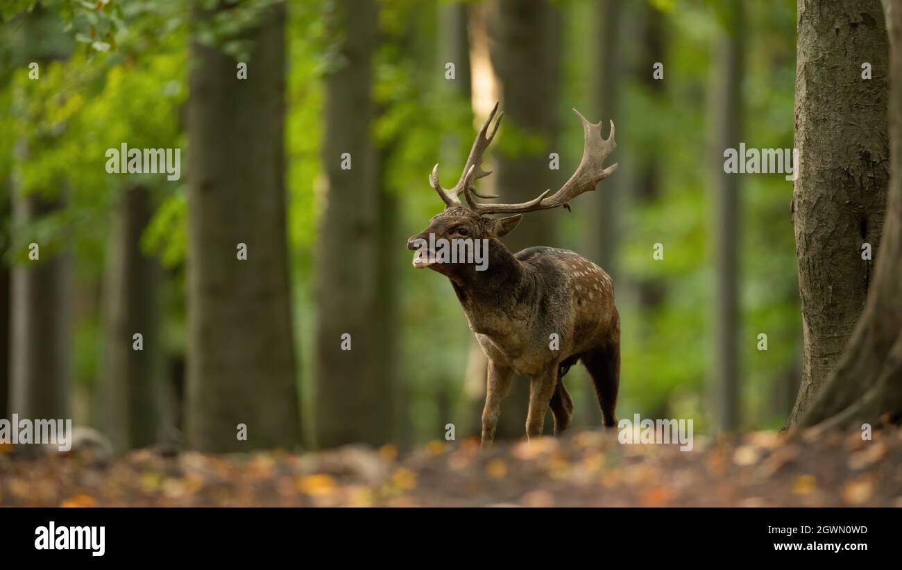 Fallow deer roaring in woodland in rutting season Stock Photo - Alamy