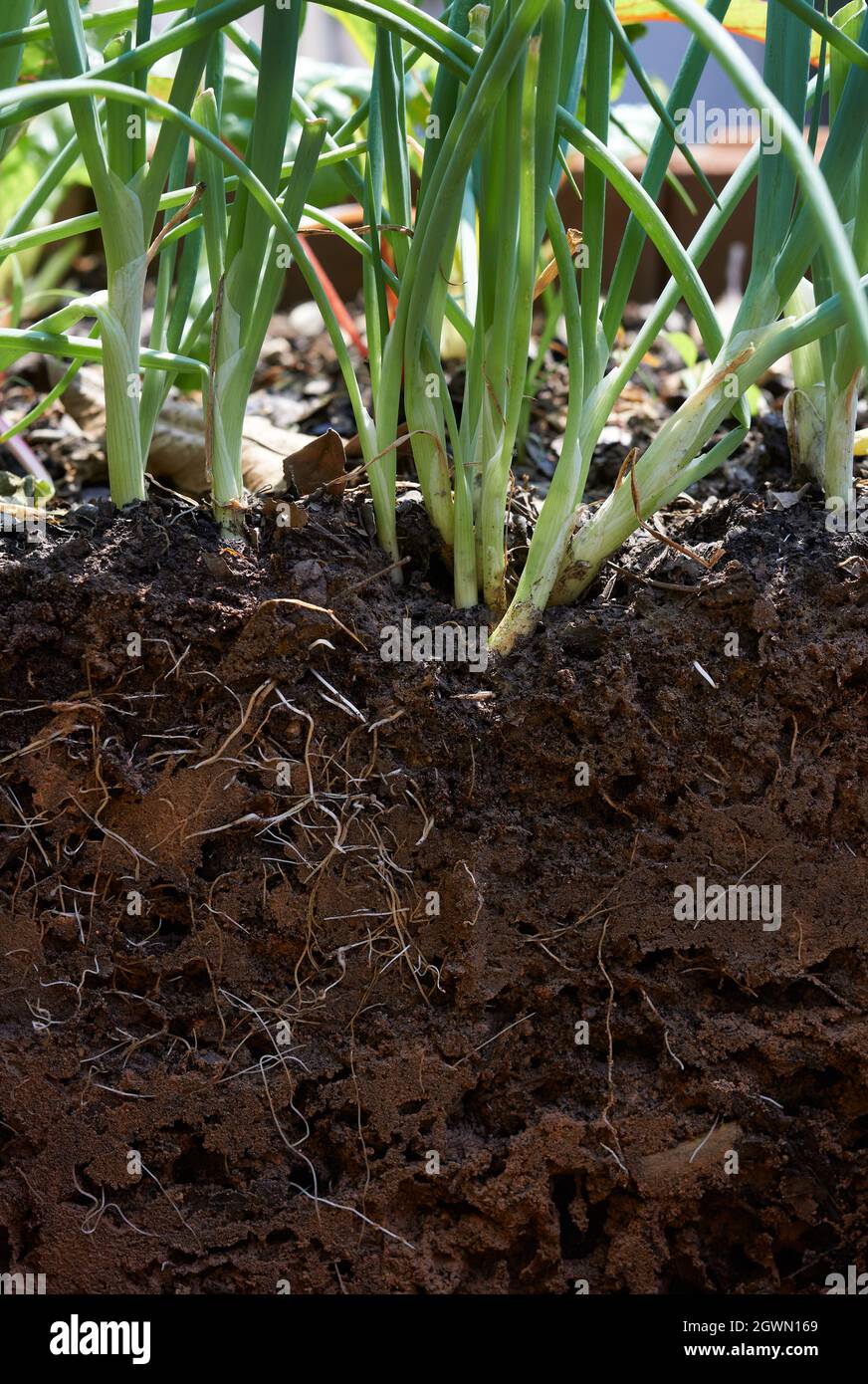 Under the soil hi-res stock photography and images - Alamy