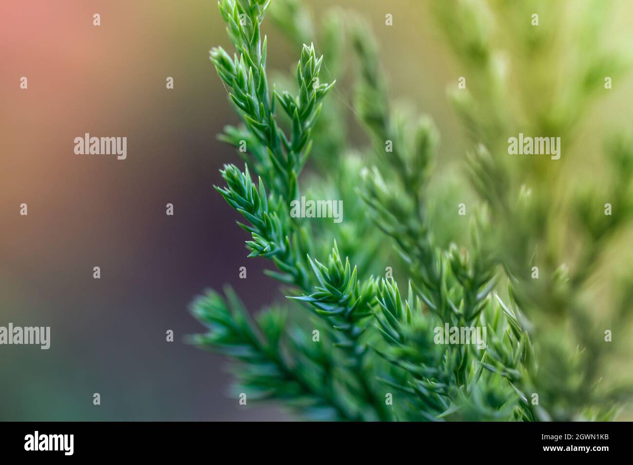 Evergreen juniper green branch close up view. Nature green background ...
