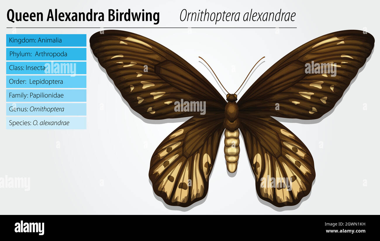 Queen alexandra's birdwing butterfly hi-res stock photography and ...
