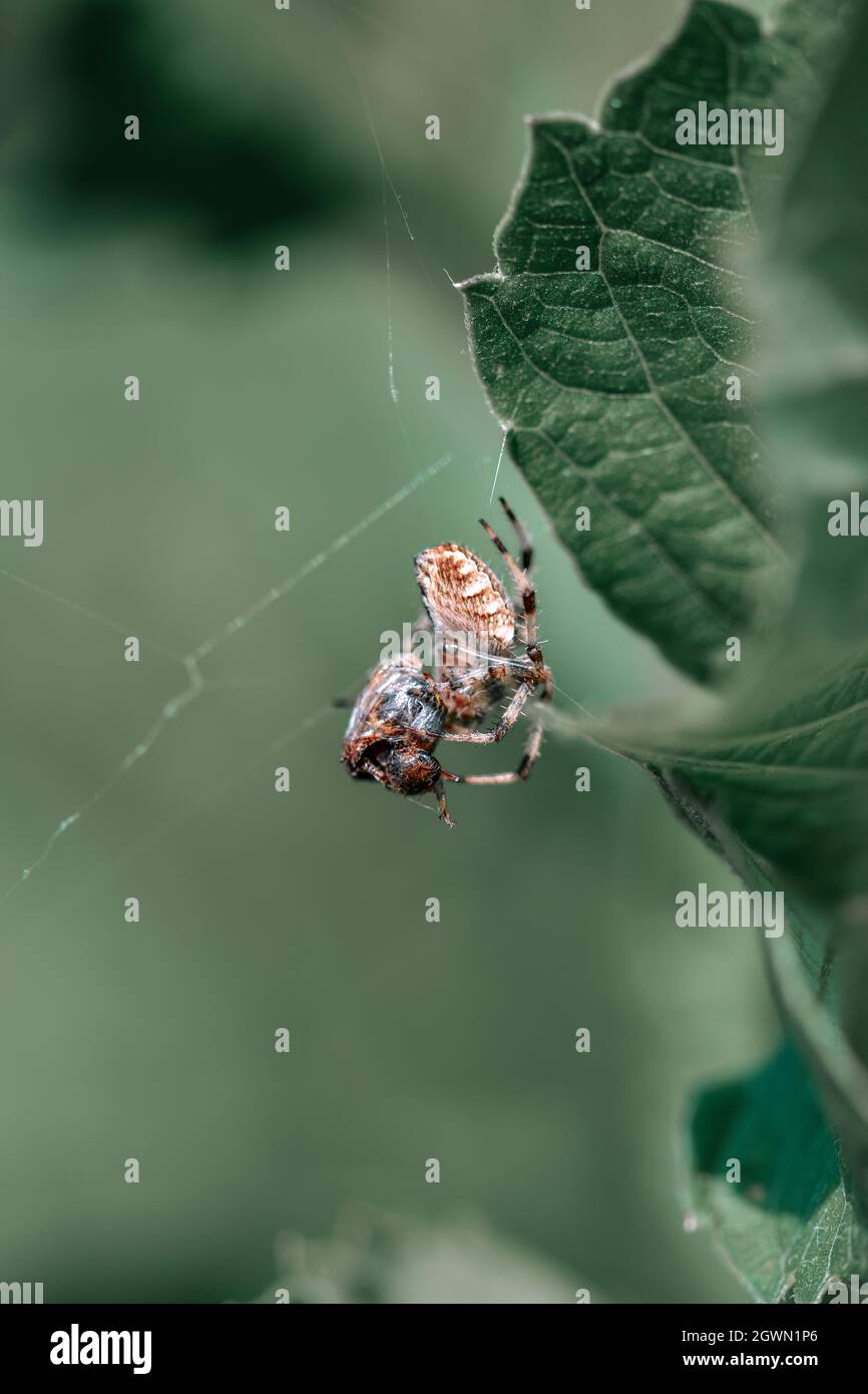 An orb-weaving spider on a green plant Stock Photo - Alamy