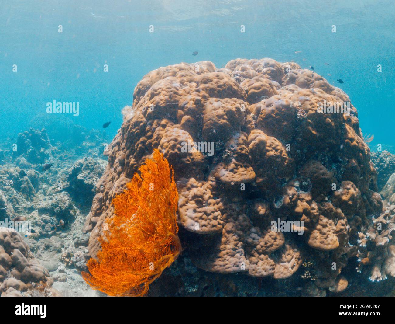 Lipah bali hi-res stock photography and images - Alamy