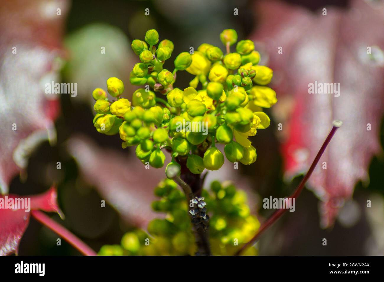 Oregon grape flower field hi-res stock photography and images - Alamy
