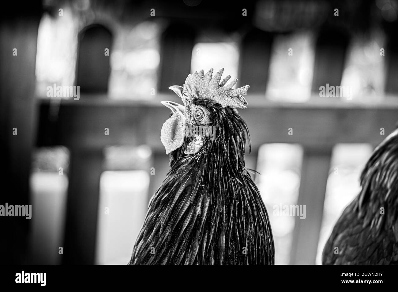 Bantam cockerel Black and White Stock Photos & Images - Alamy